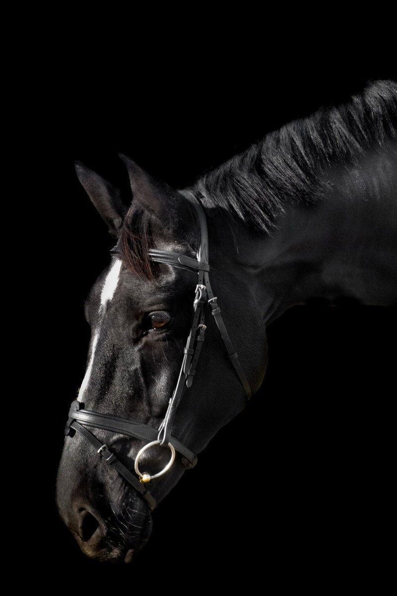 Étoile Comfort Bridle with Raised Padded Browband – Canterbury Saddlery